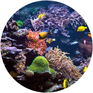 Applications – Zoex